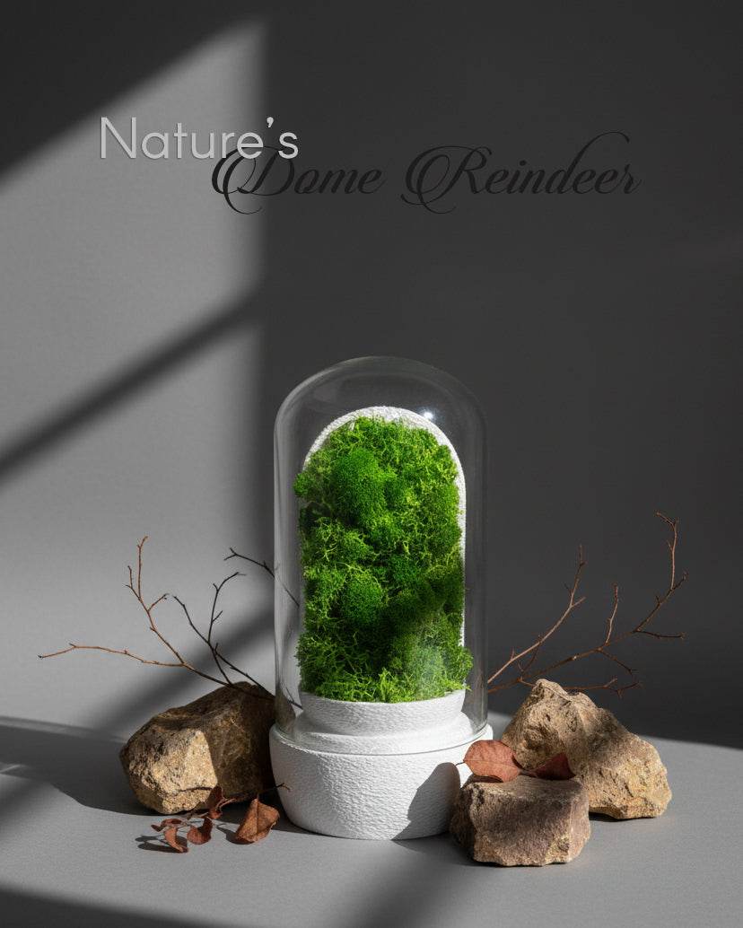 Nature's Dome - Perfect Terrarium