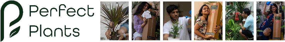 Best Sellers – Perfect Plants