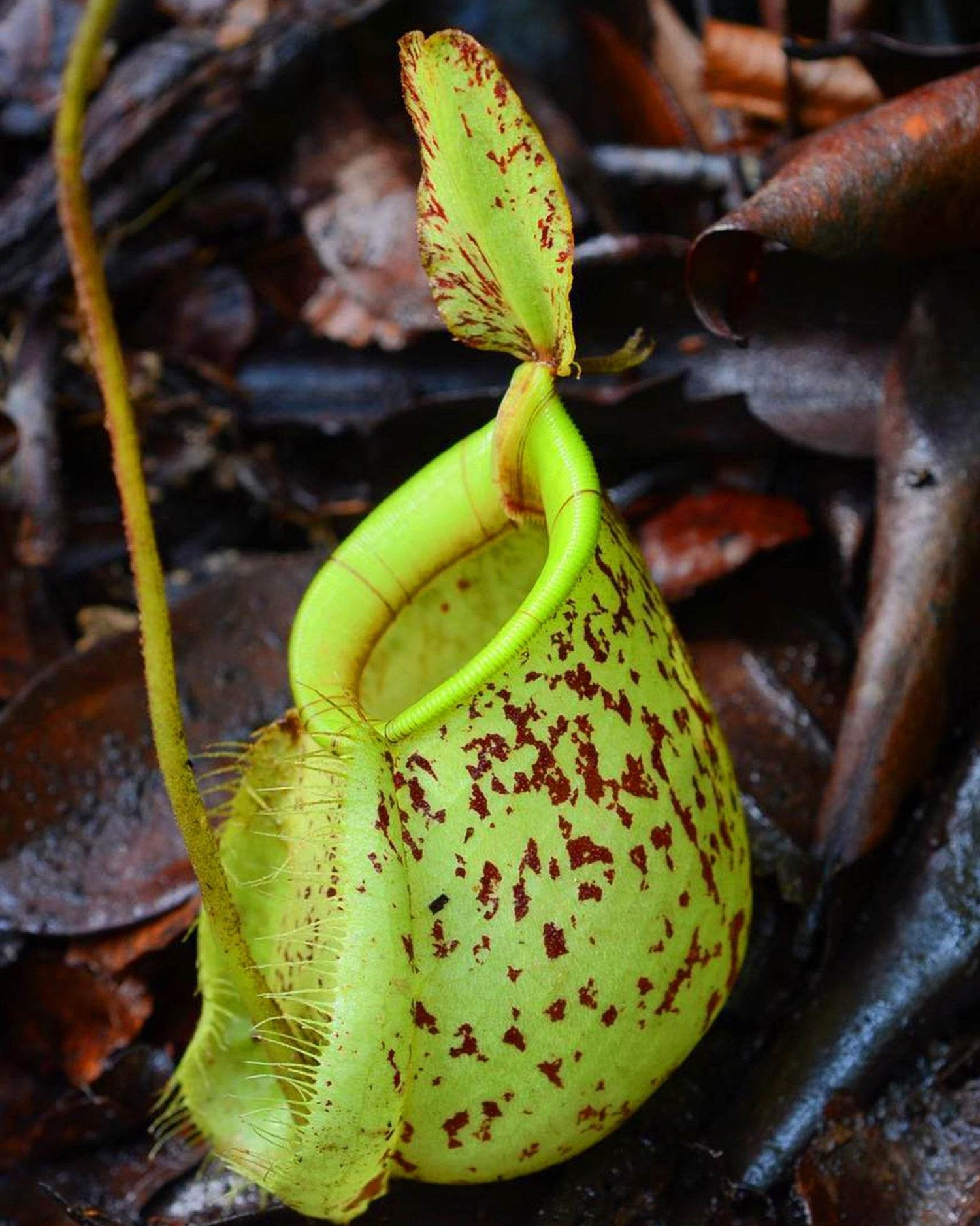 Pitcher Plant- Nepenthes Hookeriana