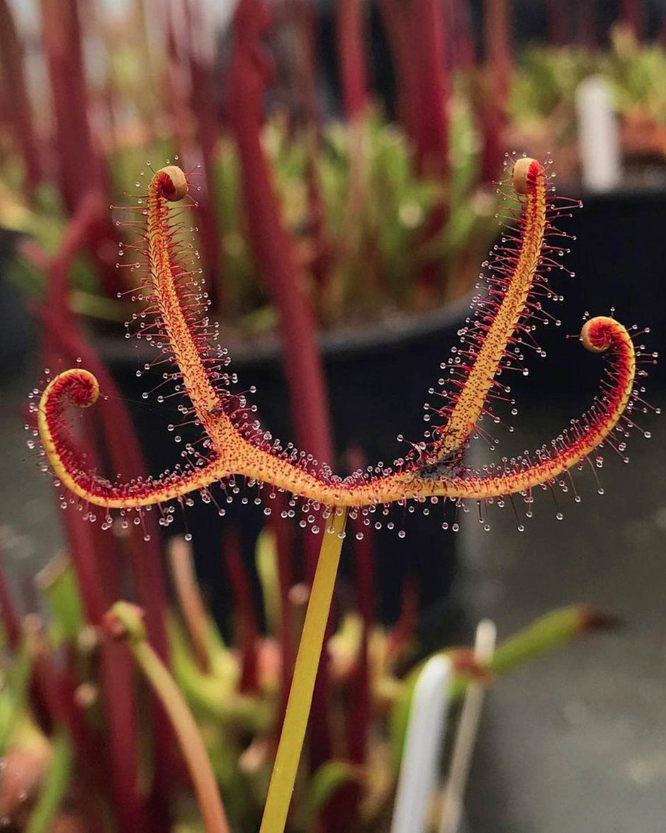 Carnivorous Collection