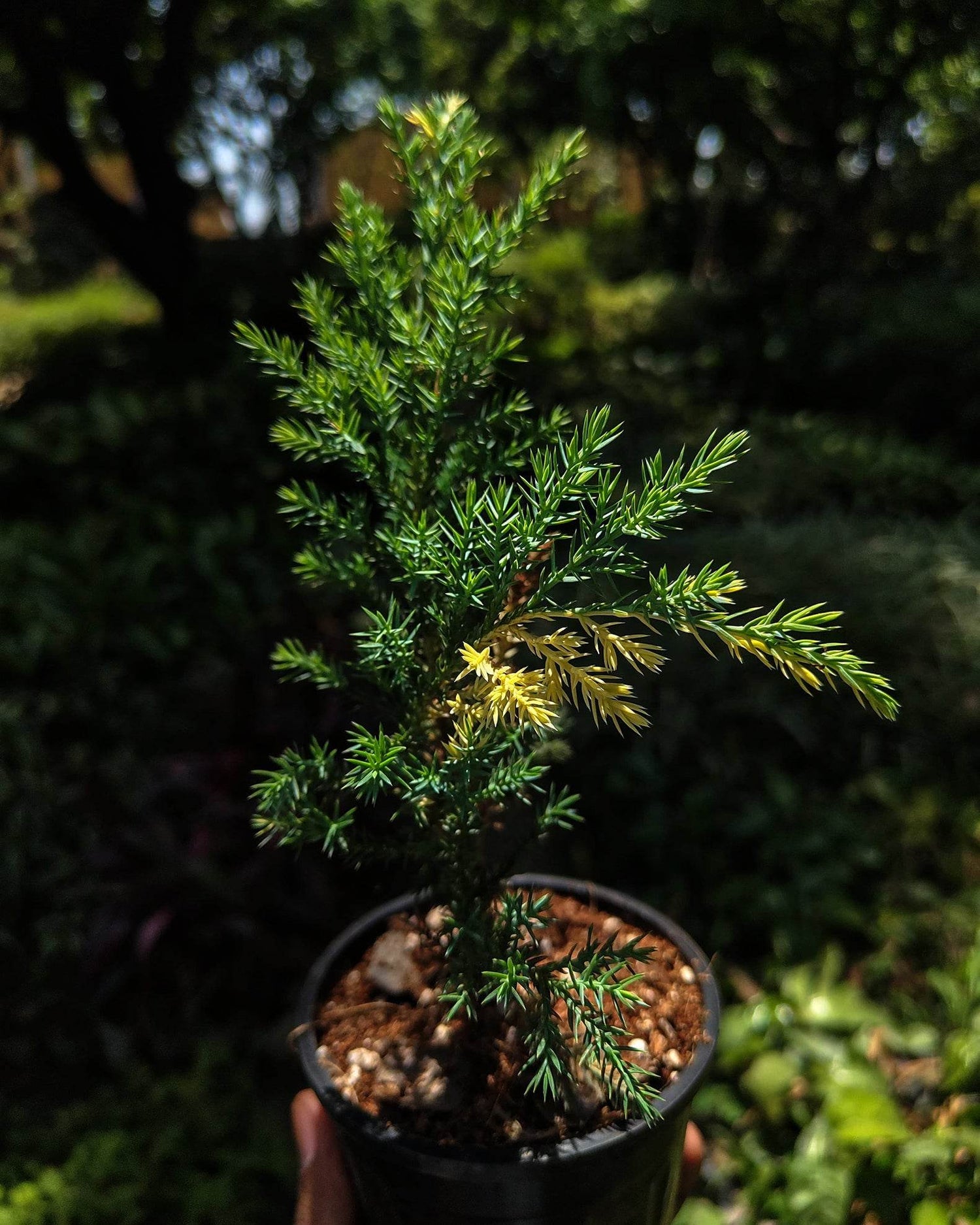 Variegated Cypress